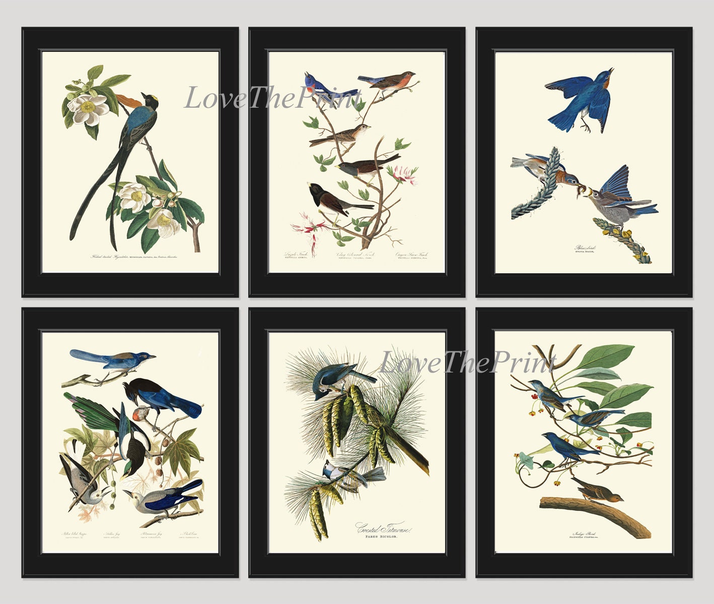 Bird Print Wall Art Set of 6 Prints Beautiful Antique Titmouth Fork ...