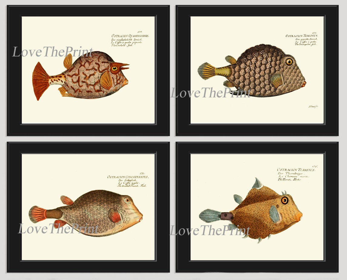Bathroom Wall Art Fish Print Set of 4 Prints Beautiful - Etsy