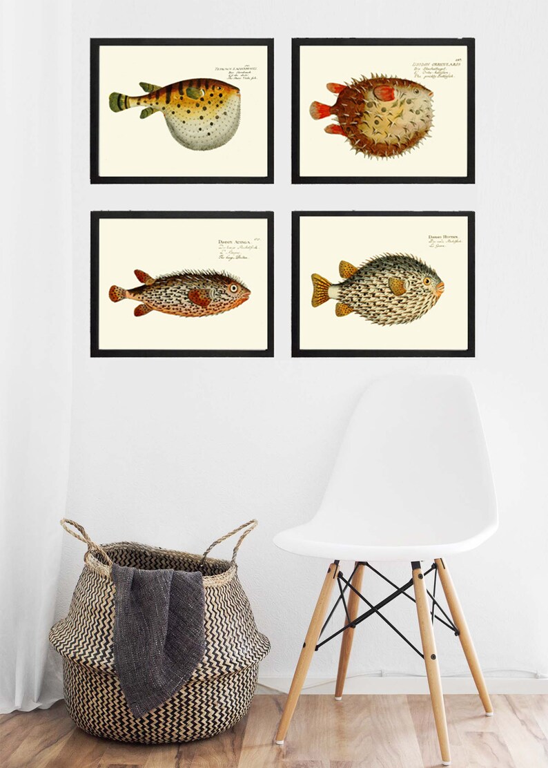 Tropical Fish Print Set of 4 Prints Beautiful Tropical Antique Puffer ...