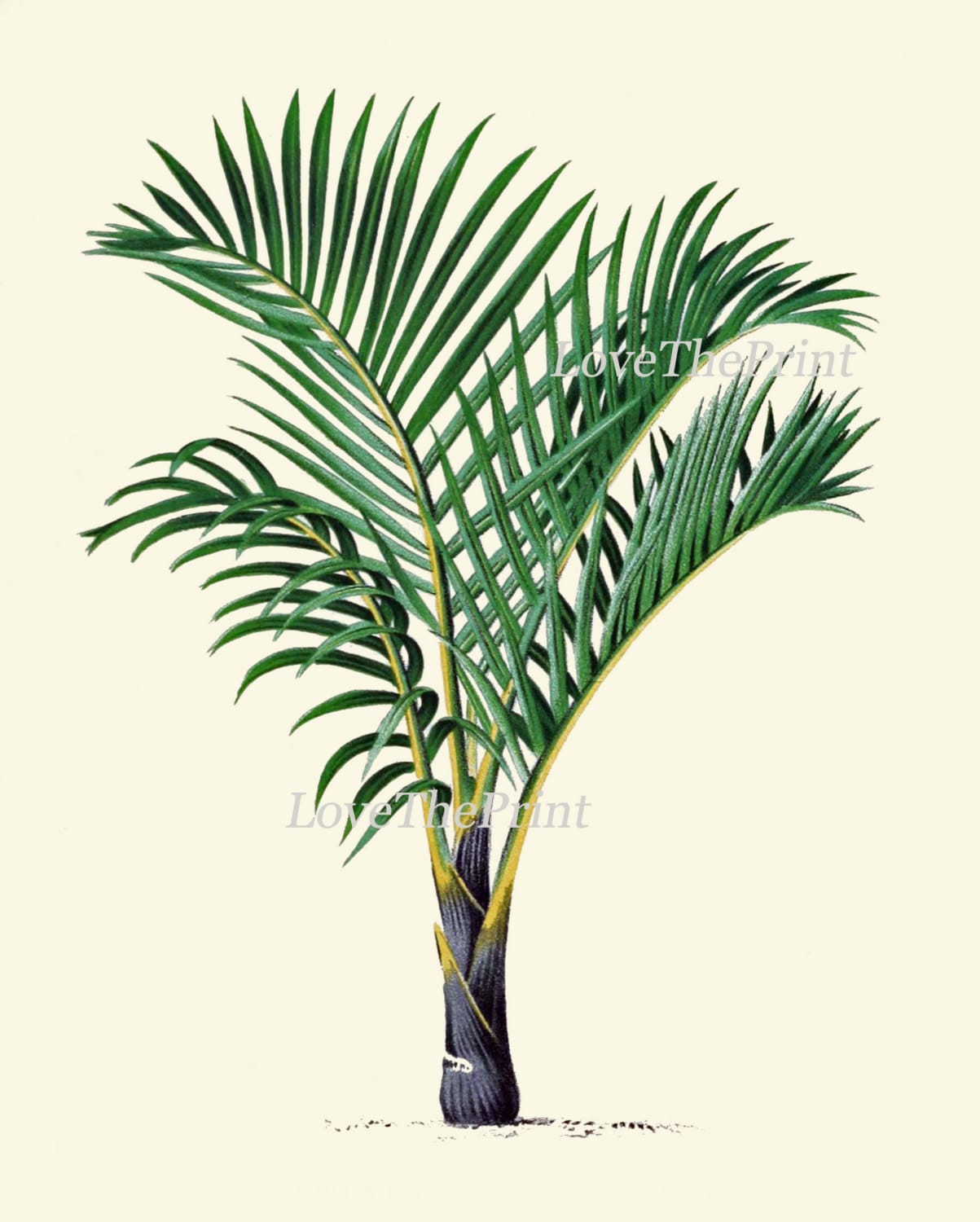 Palm Tree Botanical Art Print Set of 9 Beautiful Antique Green Tropical ...