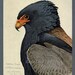 Eagle Print Art 4 Prints African Sea Bateleur Tawn Eagle Forest Country ...