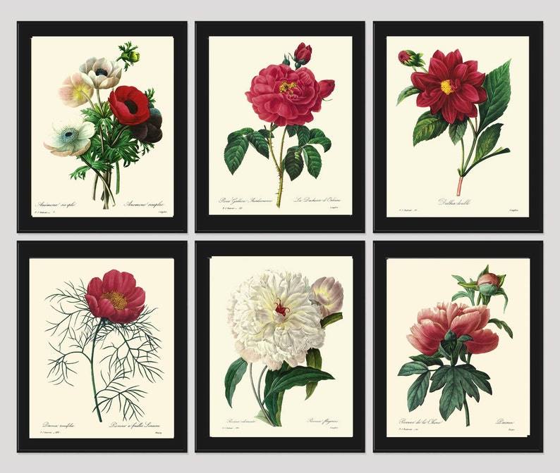 Botanical PRINT SET of 6 Art Redoute 122 Beautiful Flowers Red - Etsy