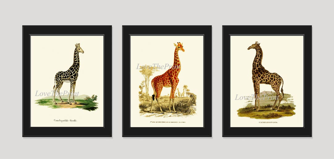 Giraffe Print Set of 3 Prints Beautiful Antique Animal Illustration ...