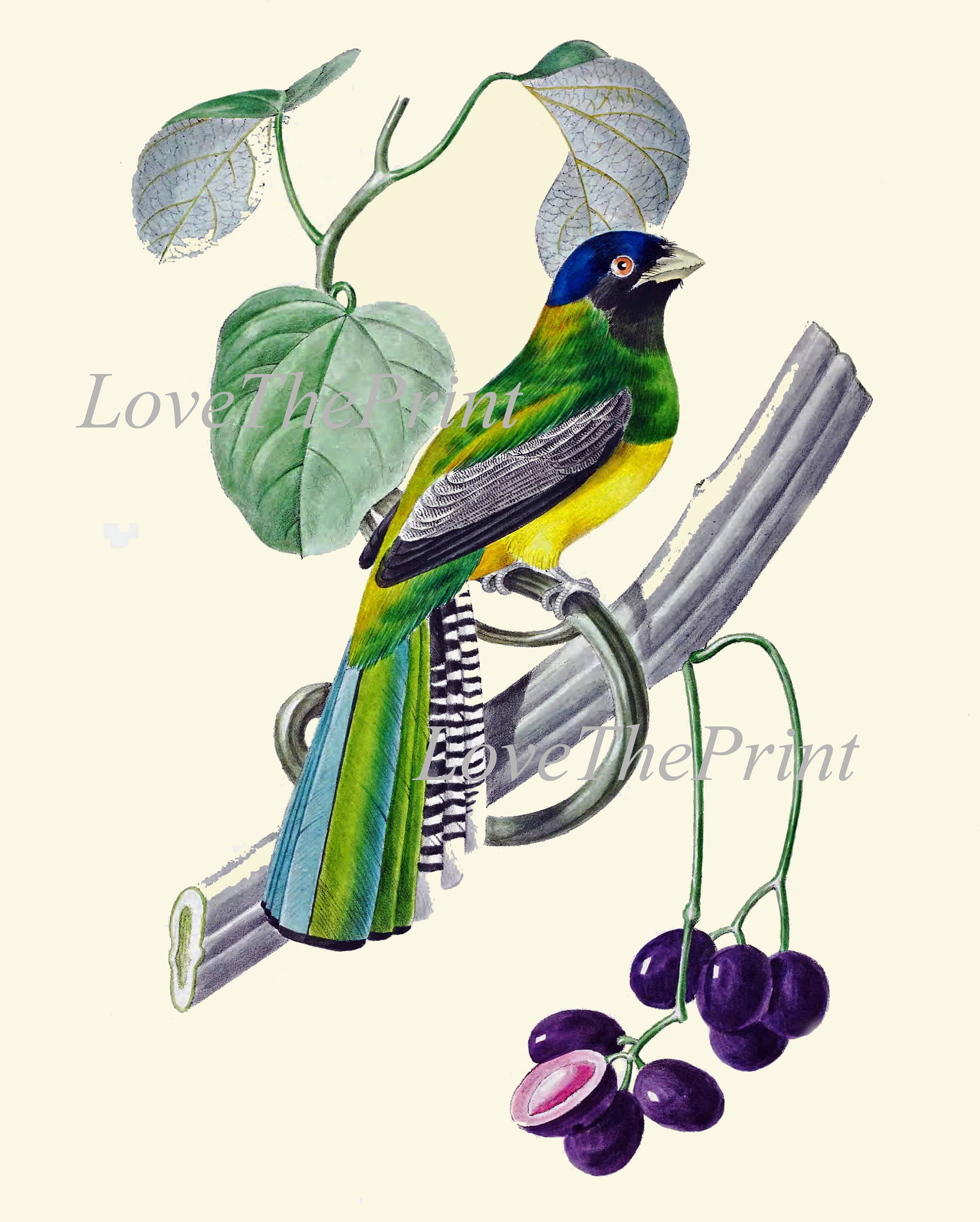 Bird Print Set of 6 Prints Beautiful Antique Vintage Blue Red | Etsy