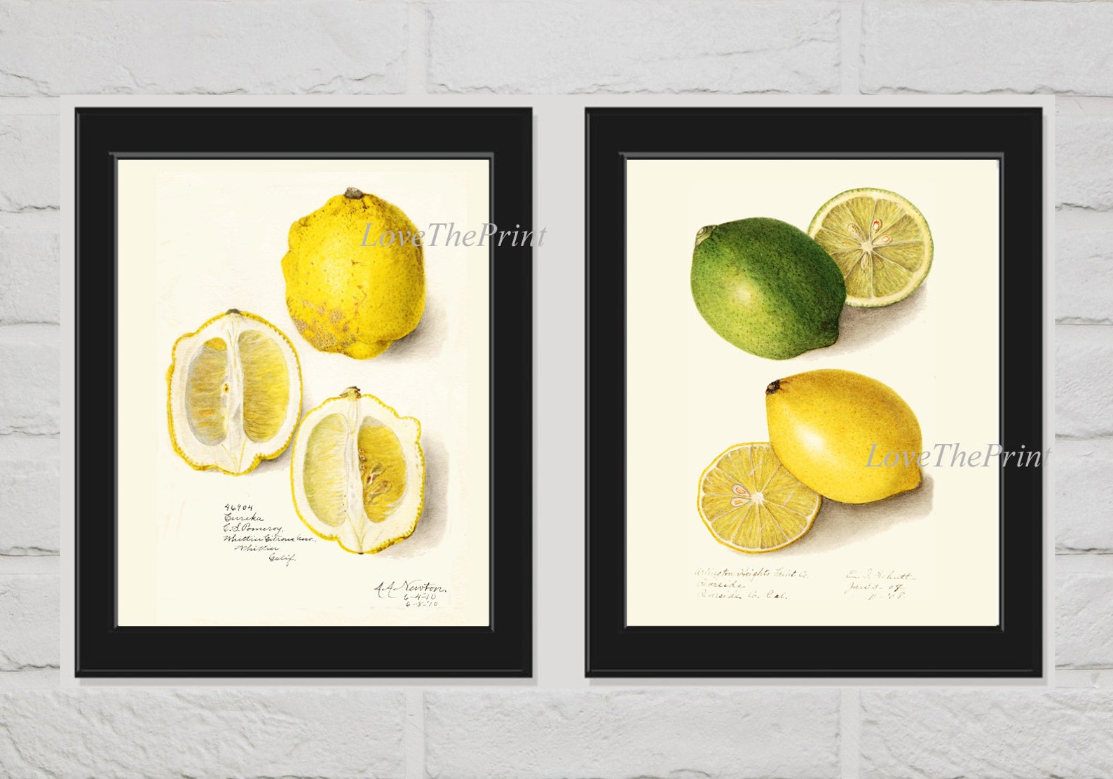Lemon Lime Citrus Fruit Print Set of 2 Prints Beautiful - Etsy