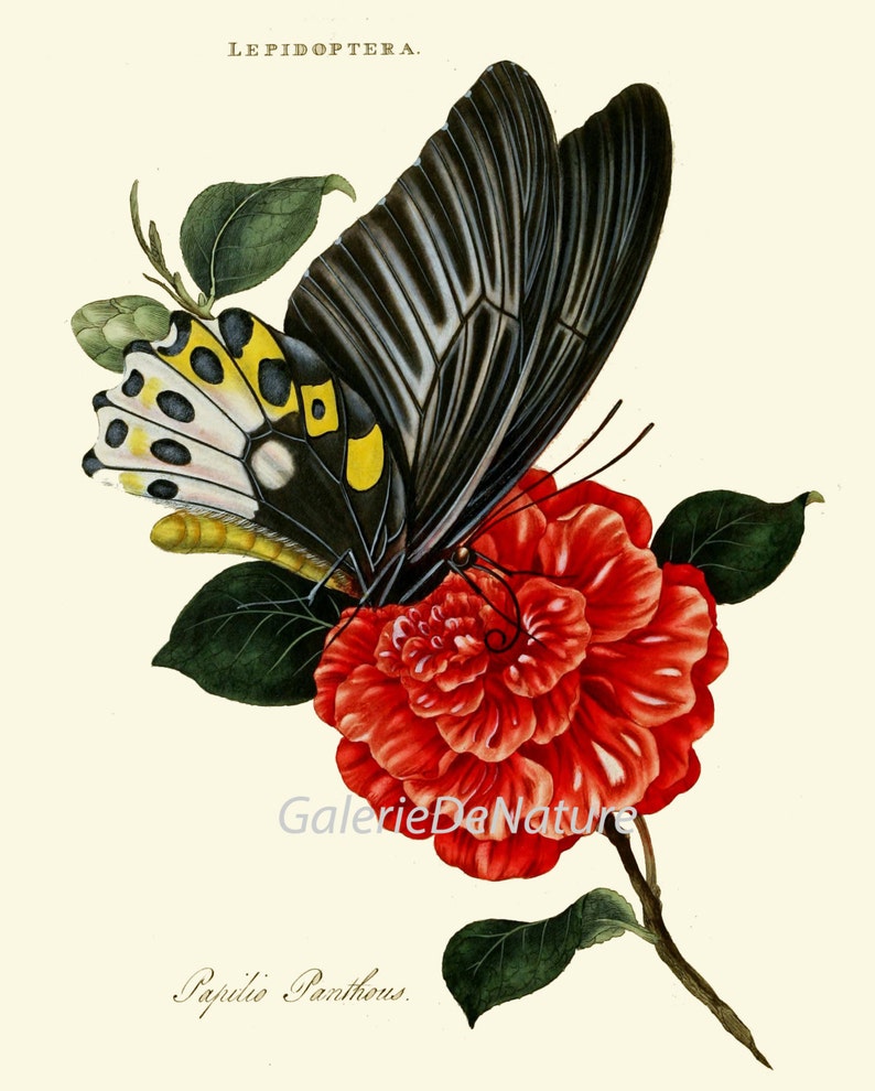 Butterfly Botanical Flower Print Art D13 4x6 5x7 8x10 11x14 - Etsy