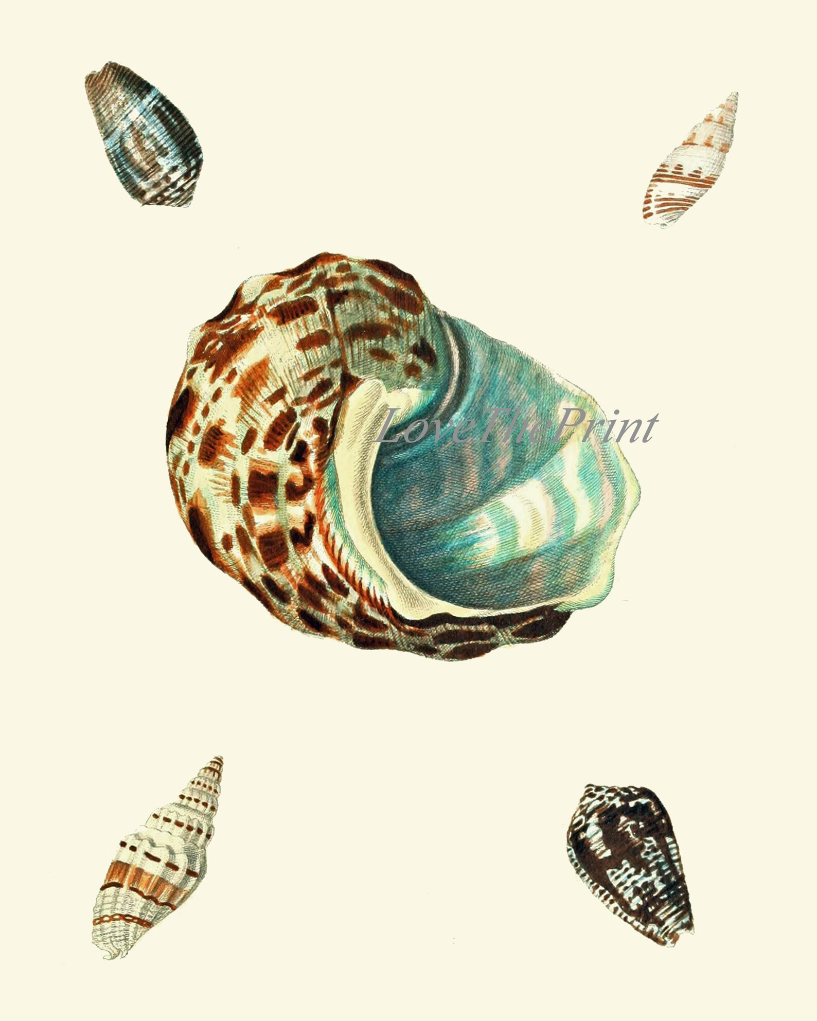 Aqua Turquoise Seashell Print Wall Art KG63 Beautiful Antique Blue ...