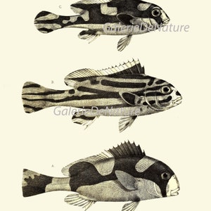FISH PRINT Art F21 4x6 5x7 8x10 11x14 Beautiful Antique Black and White ...