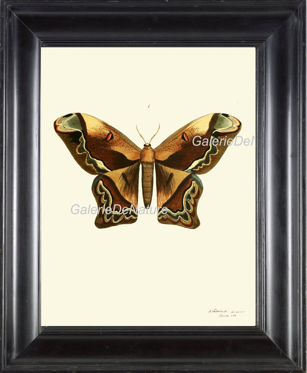 Butterfly Print Art M10 4x6 5x7 8x10 11x14 Beautiful Large Antique ...