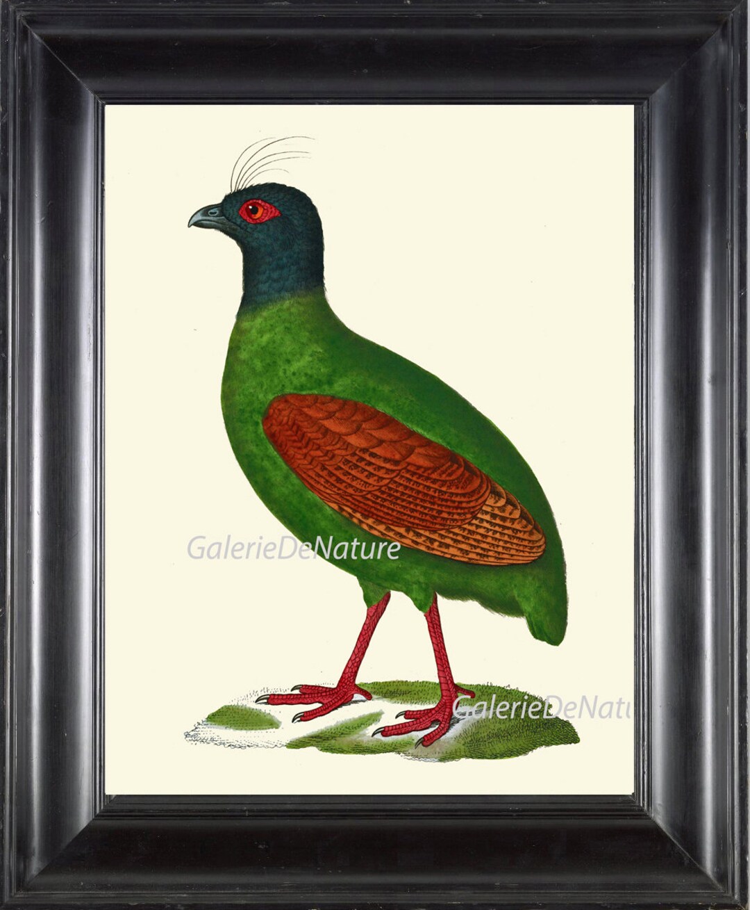 Bird Art Print HU3 Beautiful Large Antique Crested Partridge Female ...