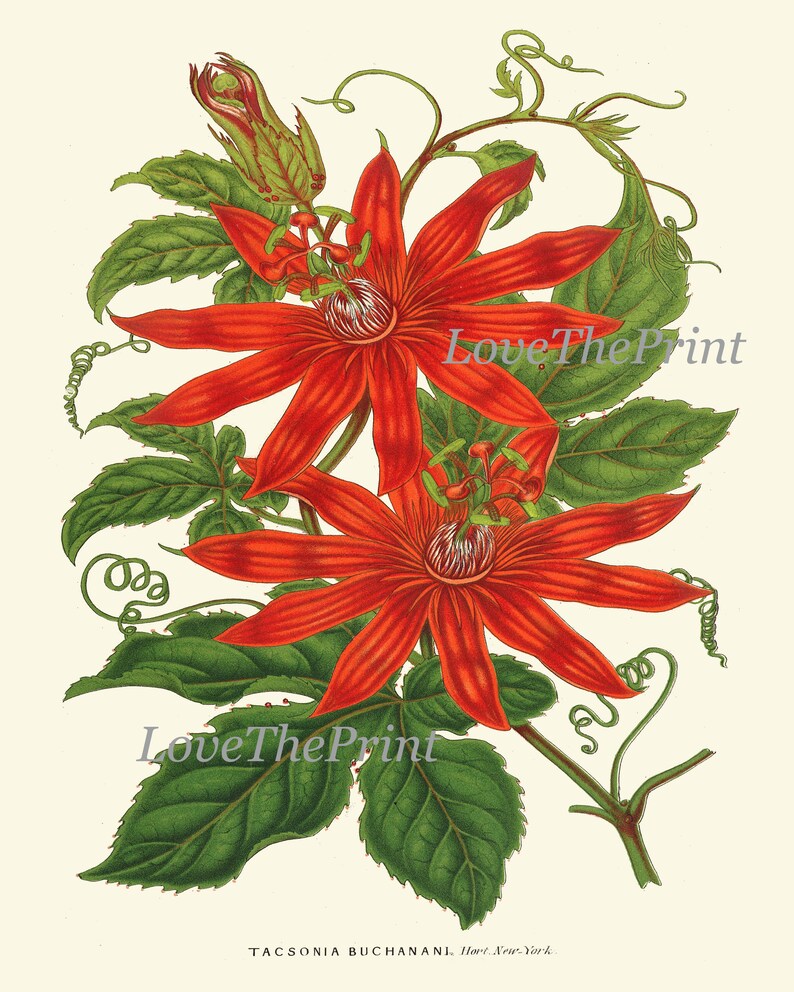 Red Flowers Botanical Print Wall Art Home Decor Set of 6 | Etsy