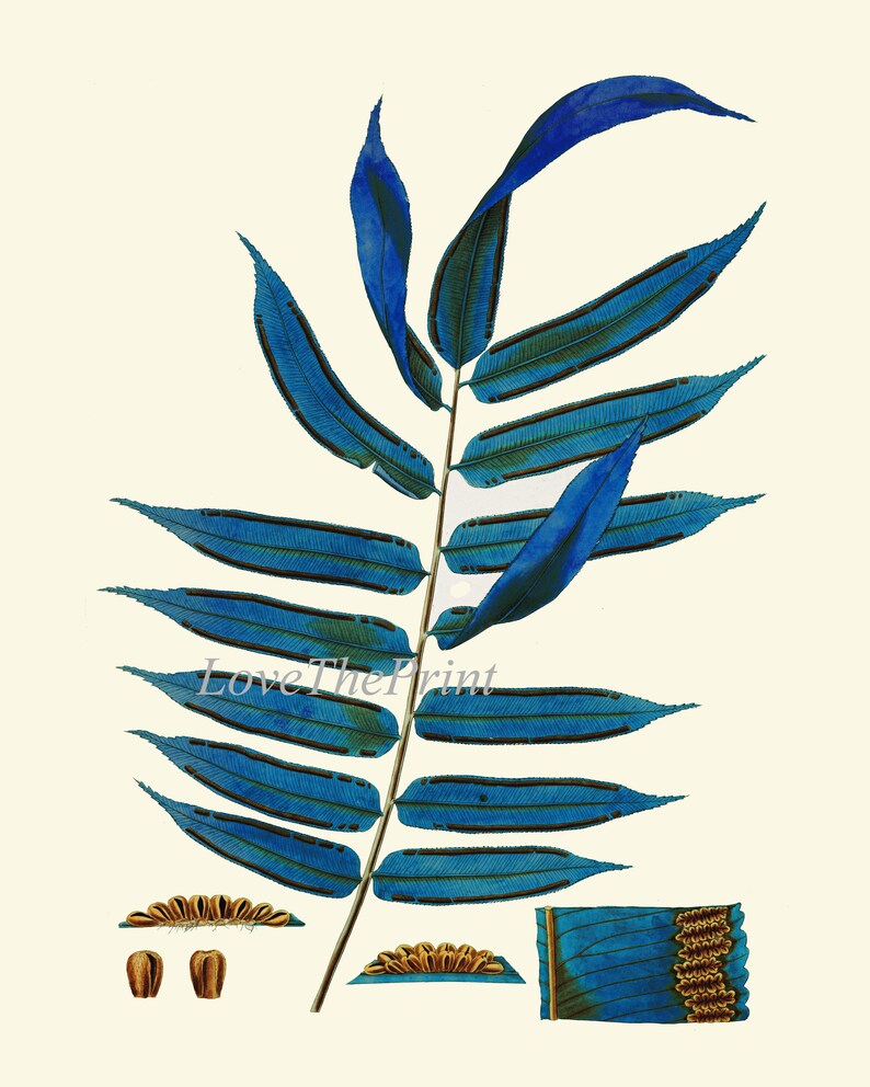 Blue Fern Botanical Wall Art Print Set of 4 Beautiful Ferns Green ...