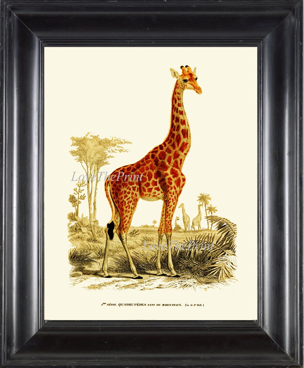 Giraffe Print Art OCD41 4x6 5x7 8x10 11x14 Beautiful African Safari ...