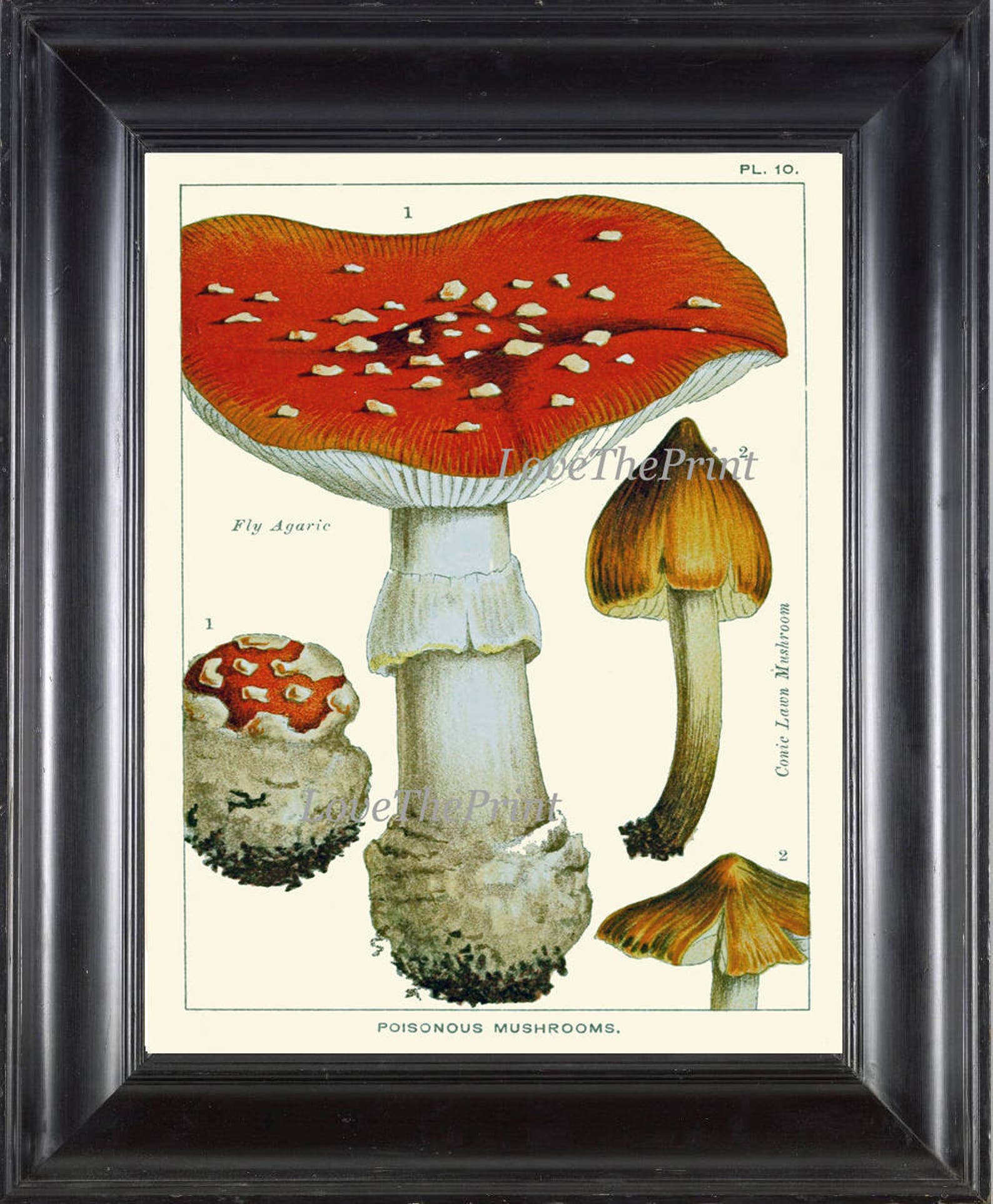 Mushroom Art Print 10 Beautiful Antique Red White Colorful | Etsy