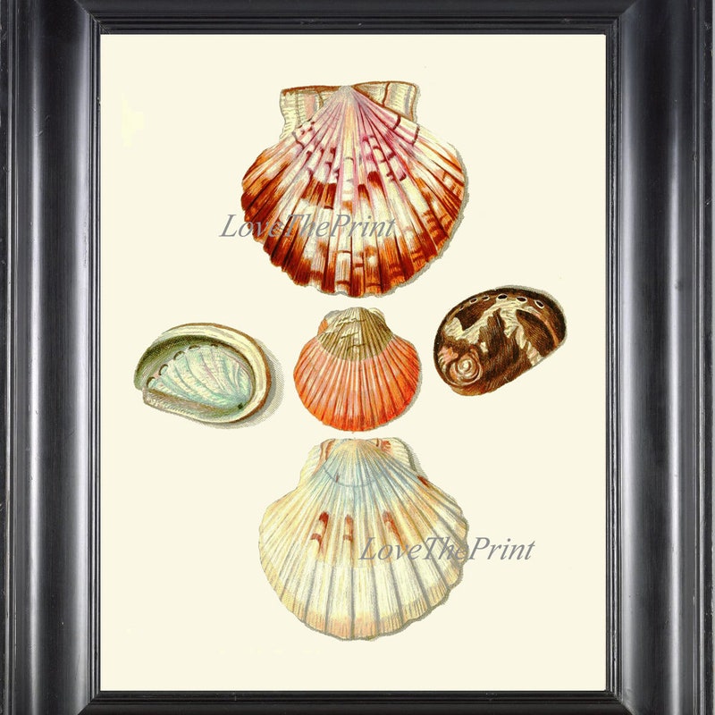 Seashell Print - Etsy