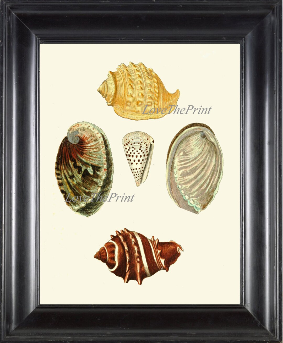 Seashell Print Wall Art KG17 Beautiful Antique Sea Shell Ocean Beach ...