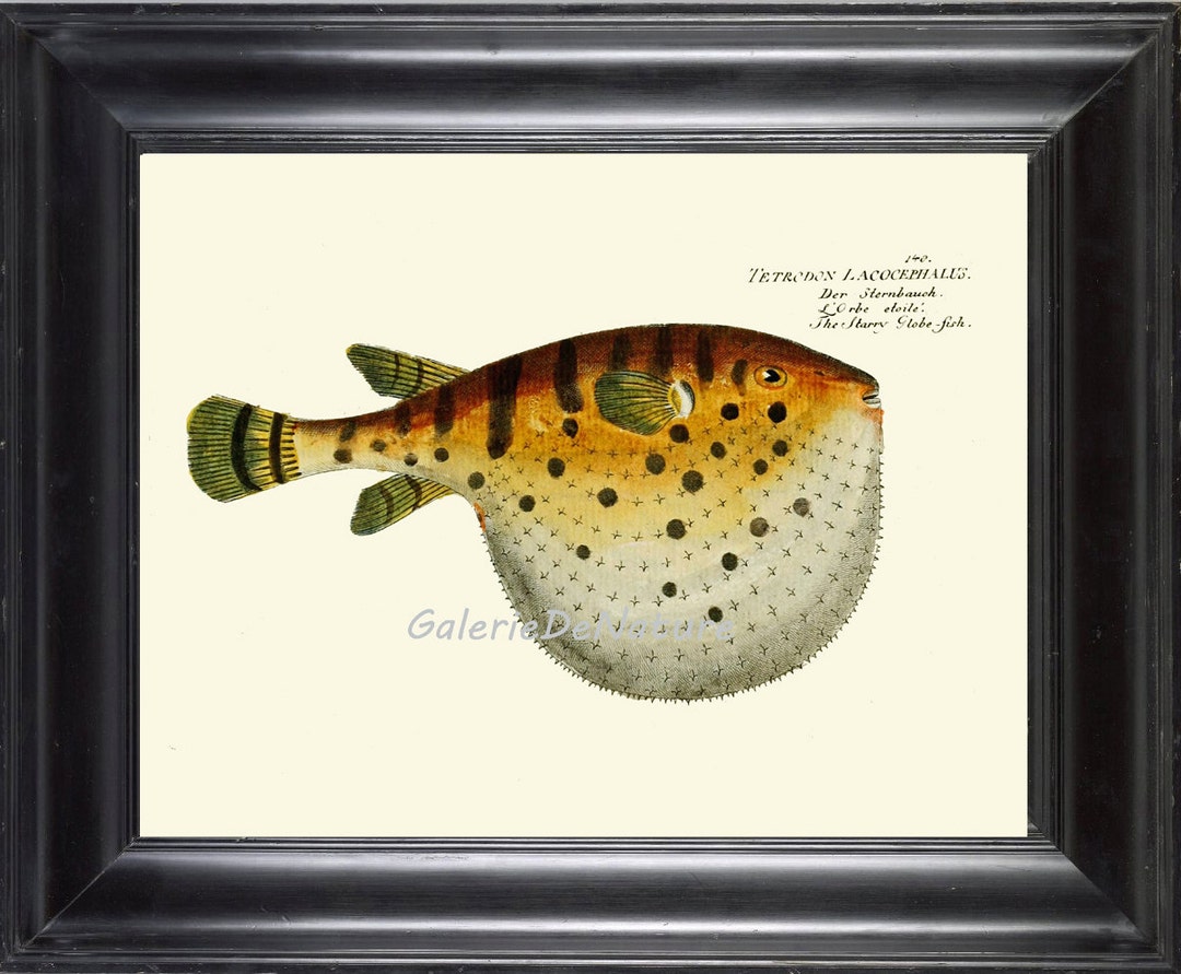 FISH PRINT Art BM88 4x6 5x7 8x10 11x14 Beautiful Toadfish Puffer Large ...