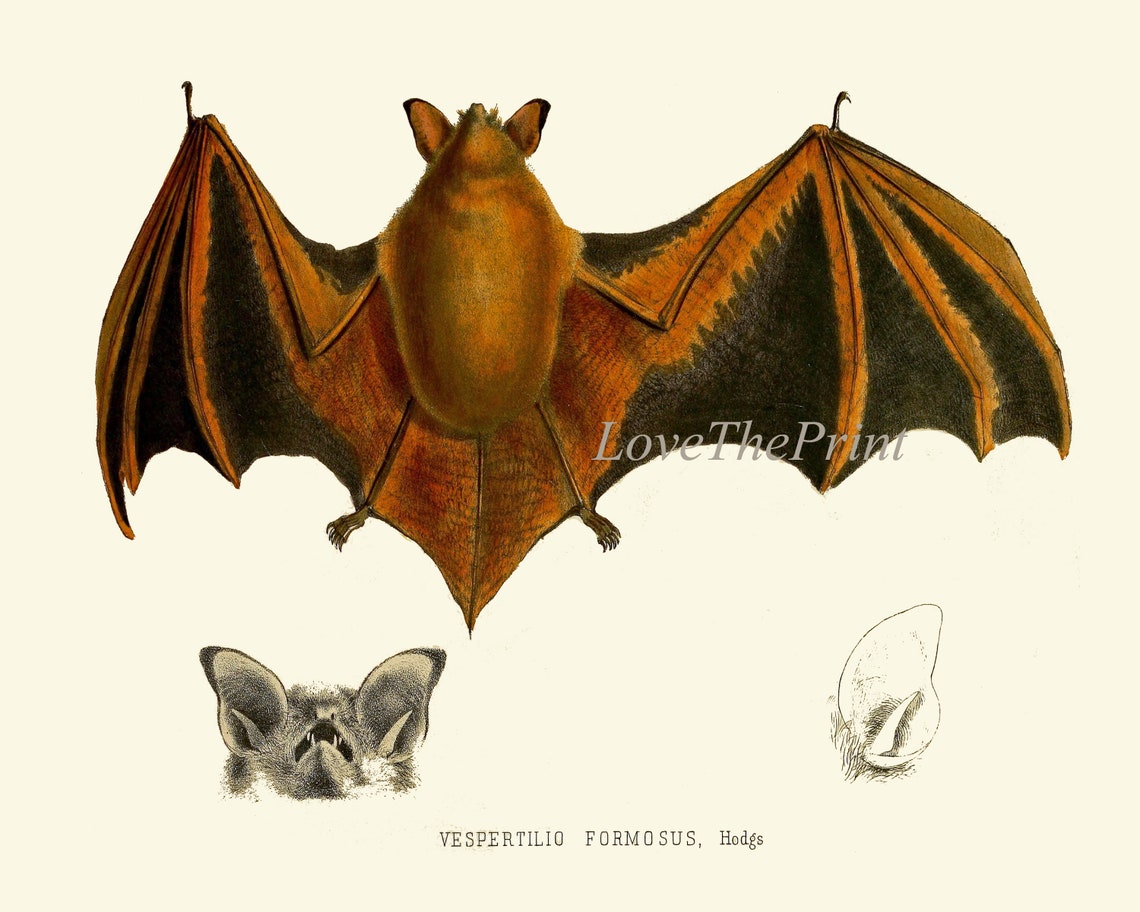 Bat Print Wall Art Set of 4 Prints Beautiful Antique Vintage Bats ...