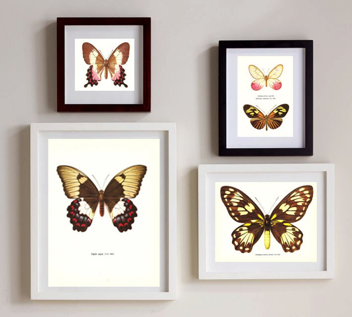 Butterfly Print Art M1 4x6 5x7 8x10 11x14 Beautiful Large Antique ...