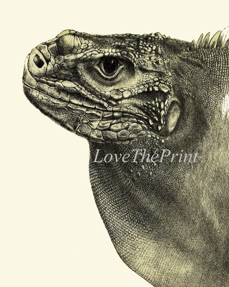 Iguana Print Set of 2 Beautiful Antique Vintage Lizards Tropical Nature ...