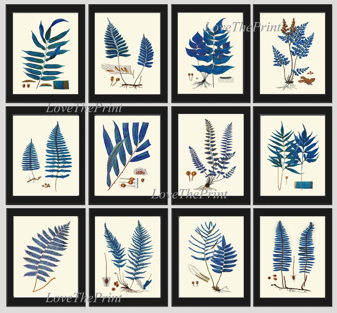 Blue Fern Print Set of 12 Beautiful Antique Ferns Indigo White White or ...