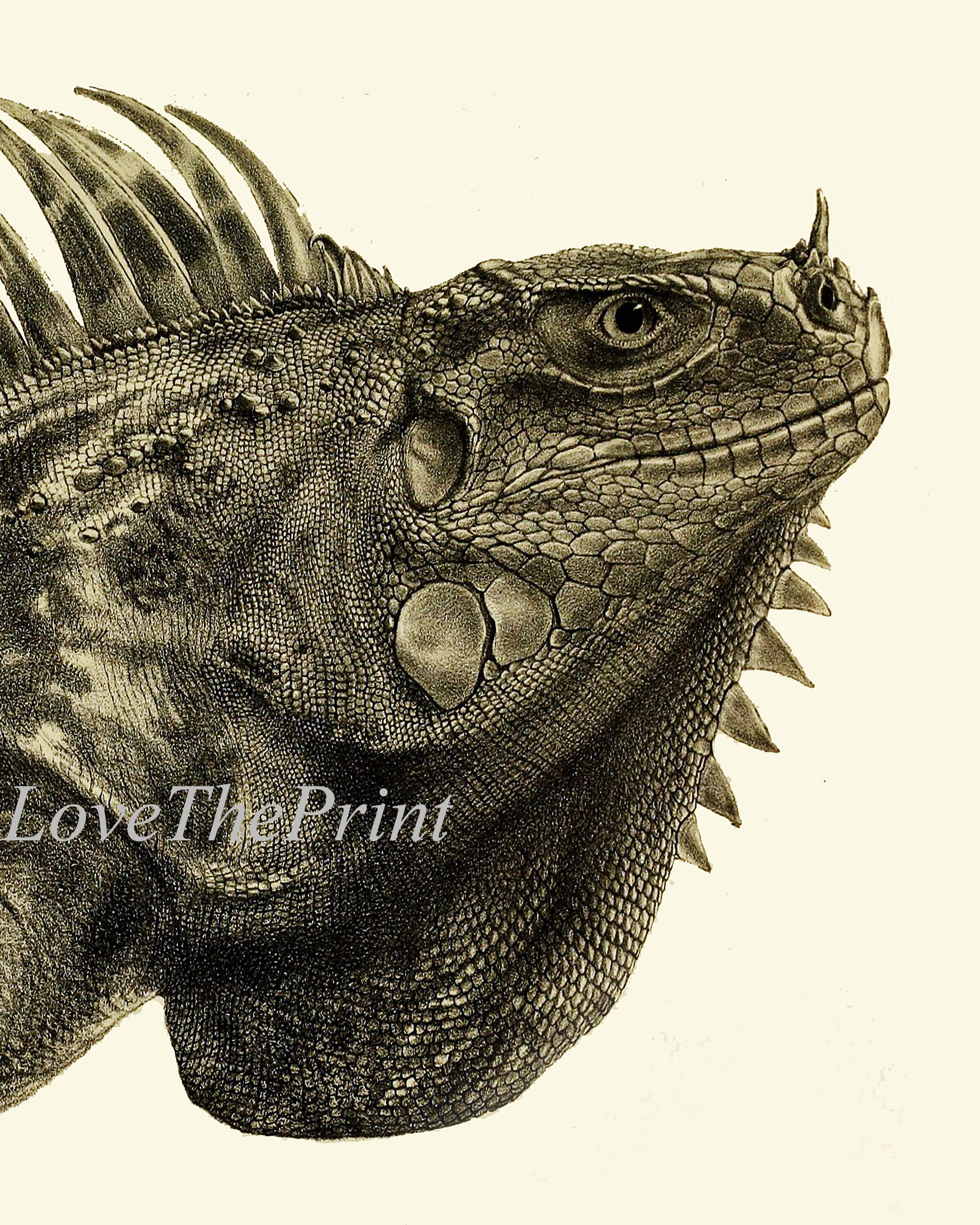Iguana Print Set of 2 Beautiful Antique Vintage Lizards Tropical Nature ...