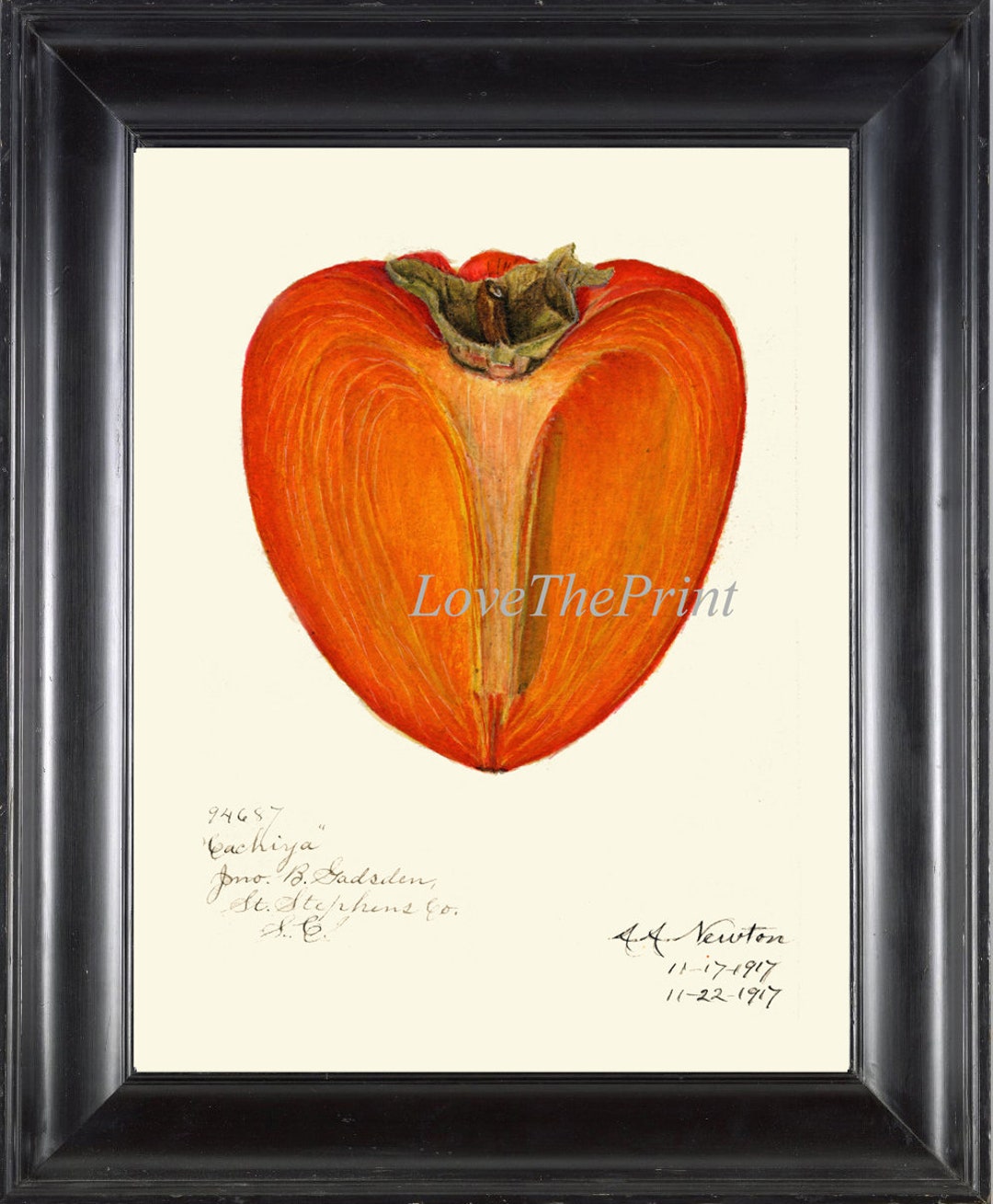 Persimmon Print US40 Beautiful Botanical Orange Large Antique Tree ...