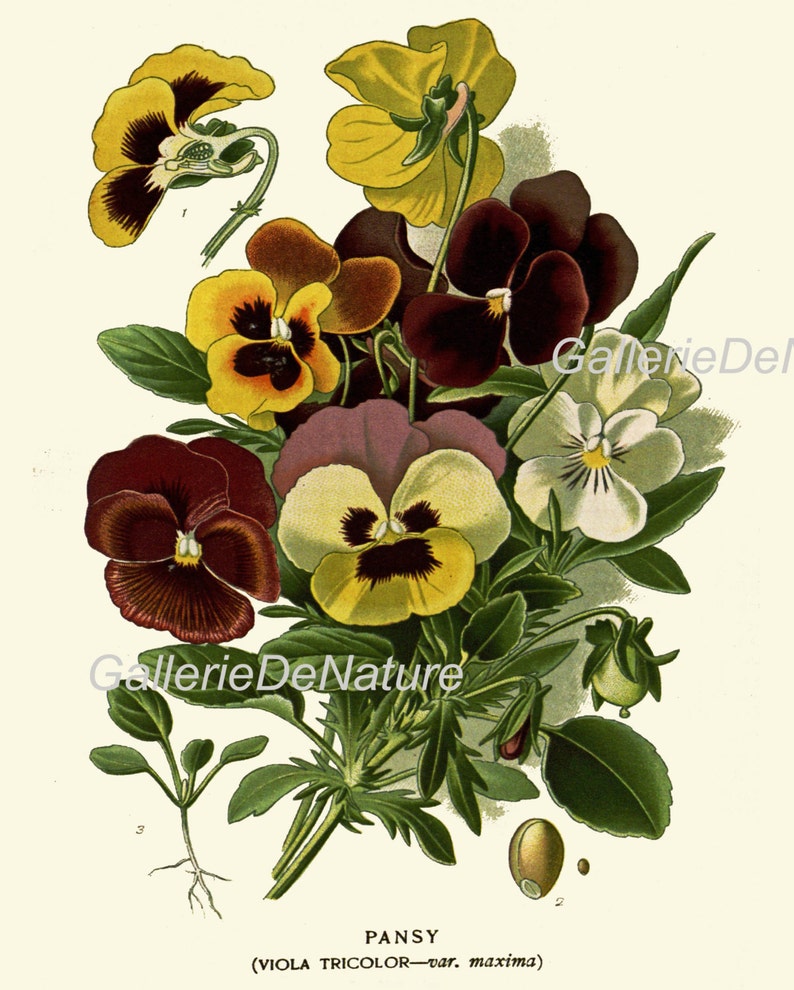 Botanical Print S24 Beautiful Pansy Pansies Spring Summer | Etsy