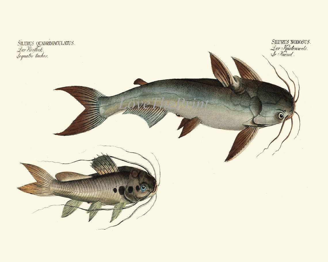 Catfish Fish Art Print Set of 4 Antique Beautiful Lake River Fishing ...