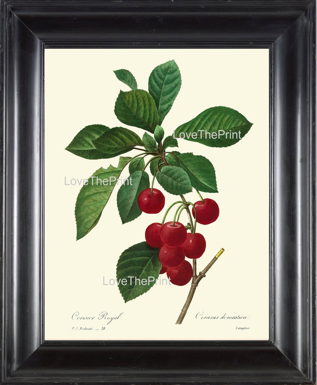 Botanical Print R35 Wall Art Large Beautiful Red Cherry Cherris Fruit ...