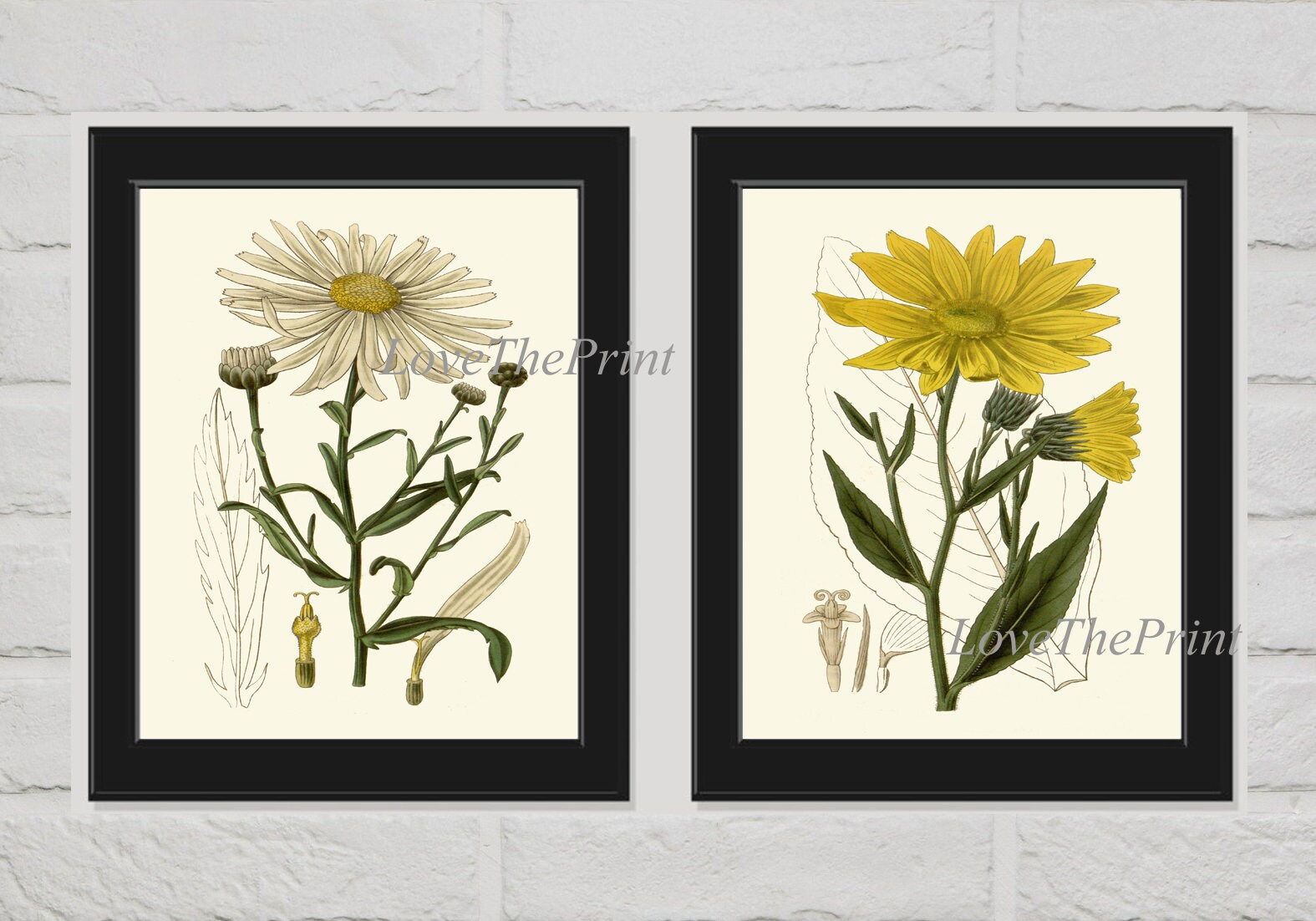 Daisy Print Set of 2 Beautiful Antique Vintage White Yellow | Etsy