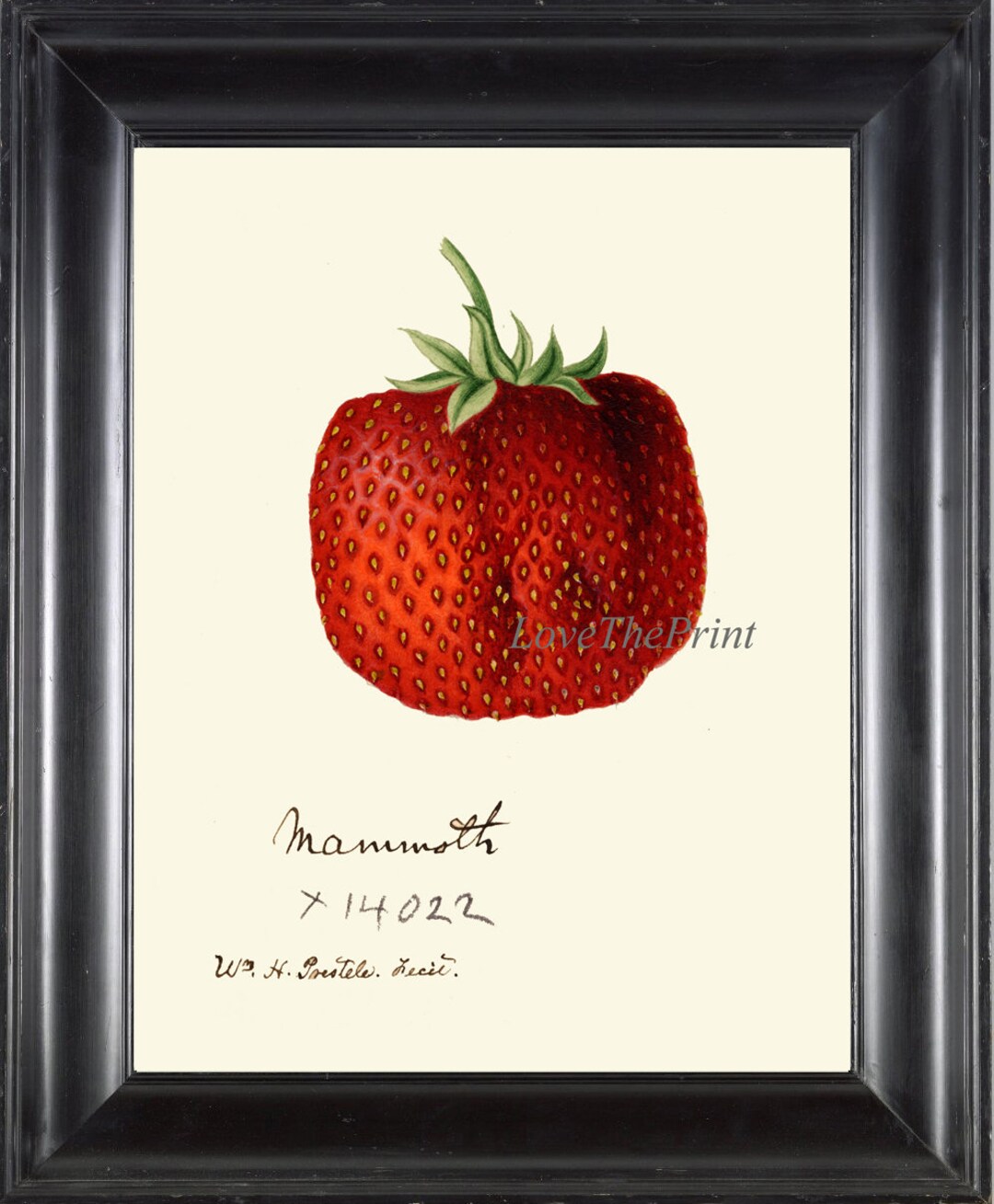 Strawberry Wall Art Print US94 Beautiful Botanical Antique Red Berry ...