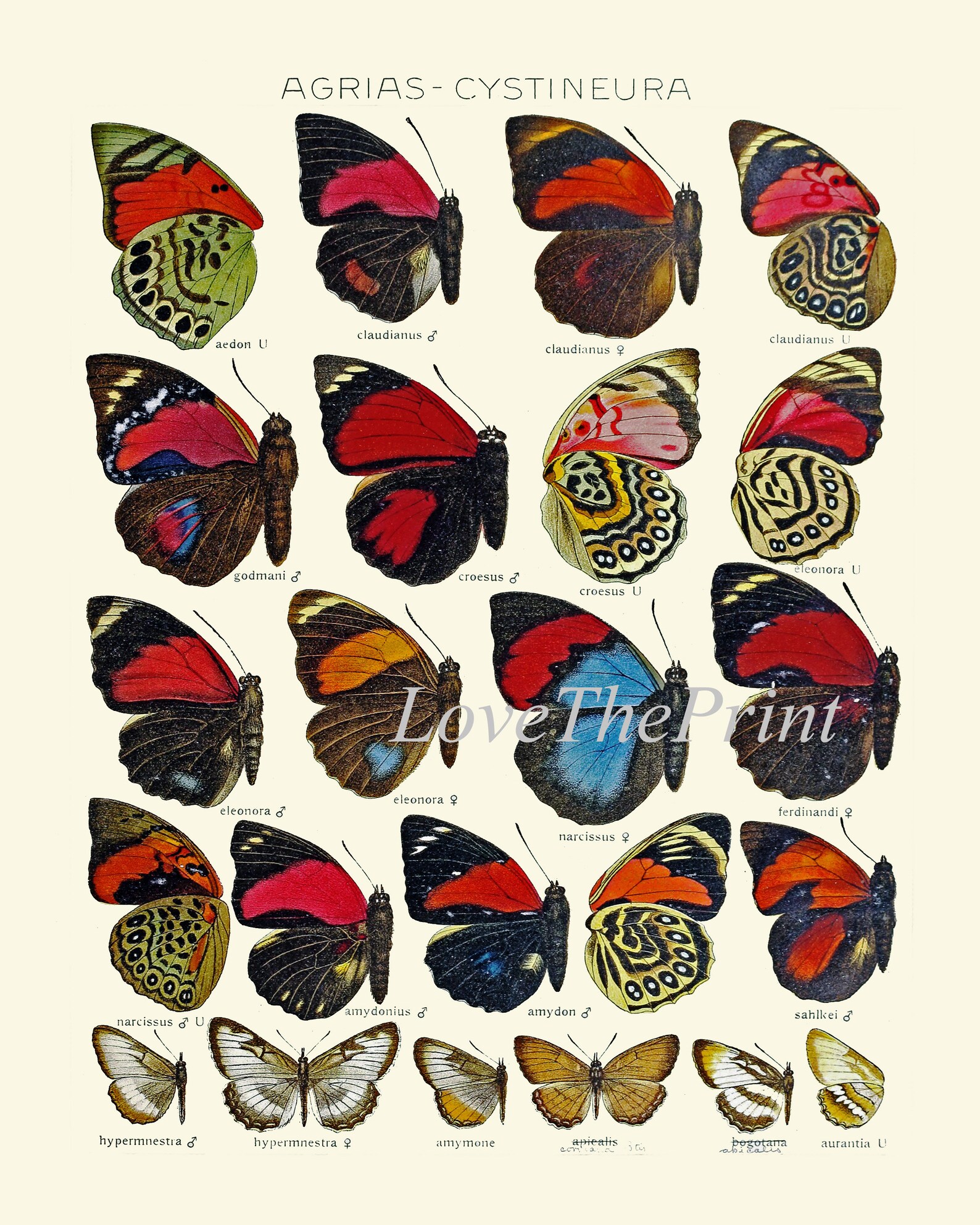 Beautiful Butterflies Chart PRINT SET of 6 Antique Vintage - Etsy