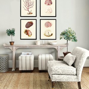 Seashell Sea Shell Coral Sand Dollar Art Print Set of 4 Antique ...