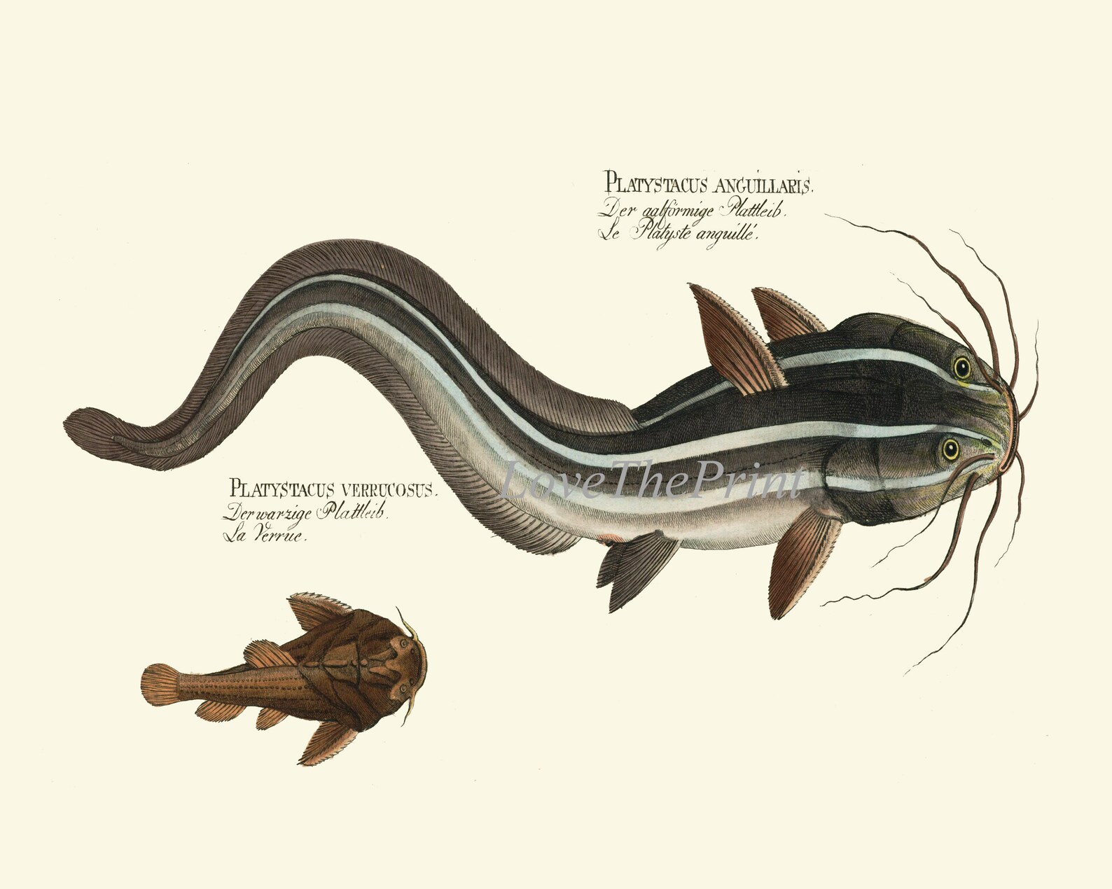 Fish Catfish Print Set of 6 Antique Beautiful Wall Art - Etsy