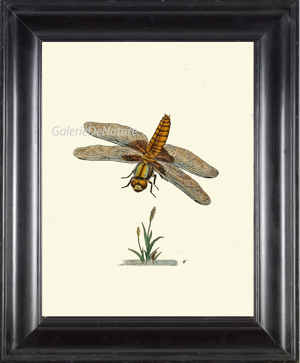 Dragonfly Print Art D46 4x6 5x7 8x10 11x14 Beautiful Dragonfly | Etsy