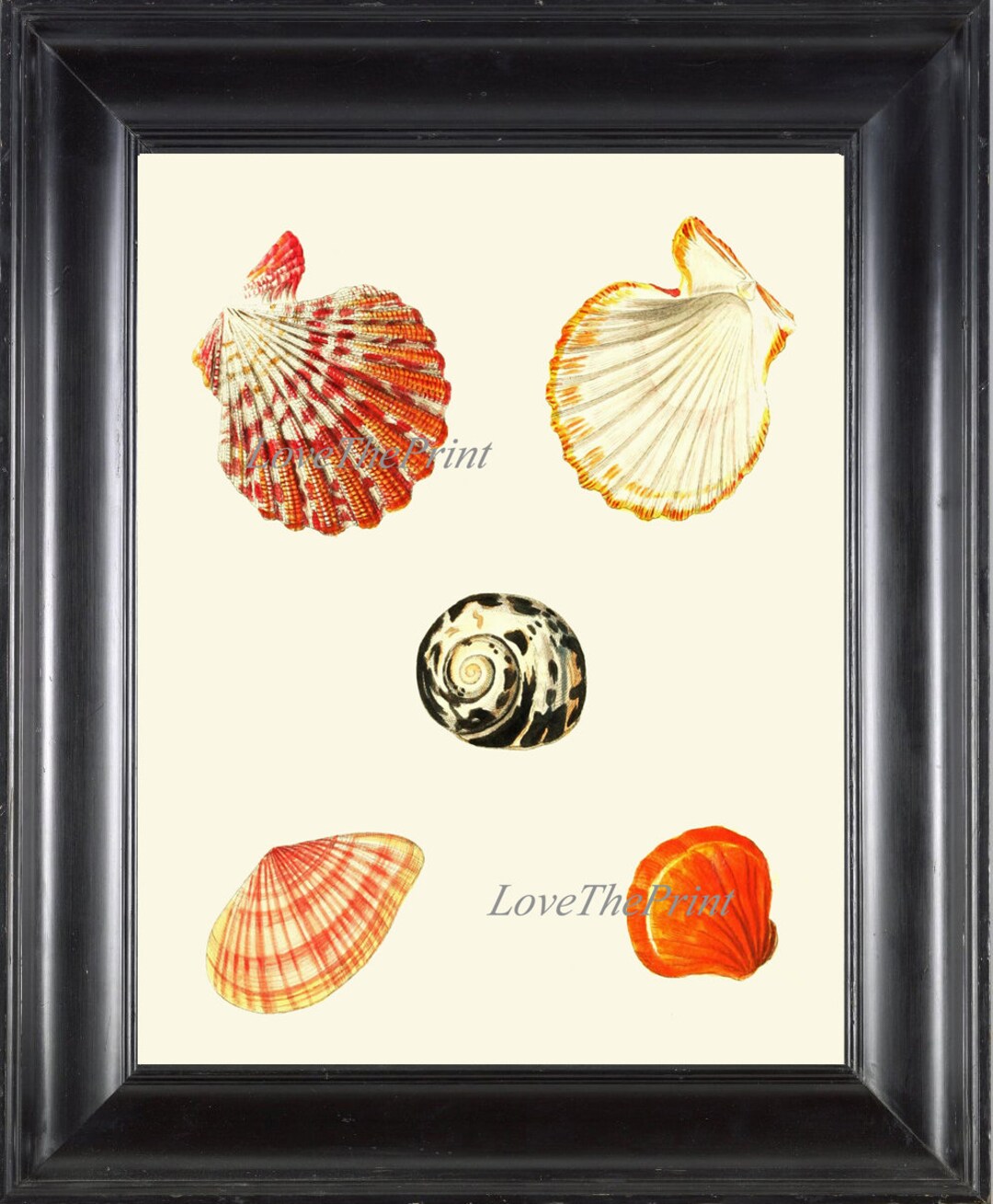 Seashell Print Wall Art KG45 Beautiful Antique Blue Shell Ocean Beach ...