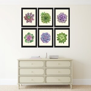 Succulent Plant PRINT SET of 6 Botanical Art Beautiful Zen Garden ...
