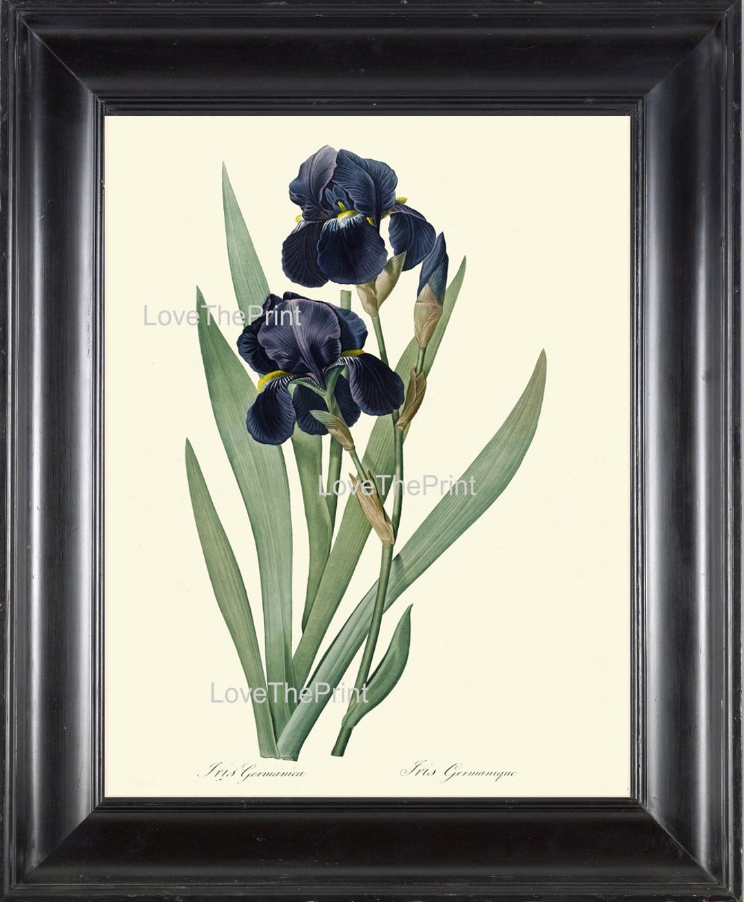 Botanical Art Print R161 Beautiful Blue Iris Plant Flowers Antique ...