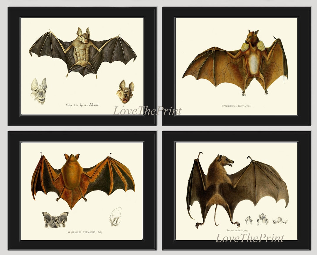 Bat Print Wall Art Set of 4 Prints Beautiful Antique Vintage Bats ...