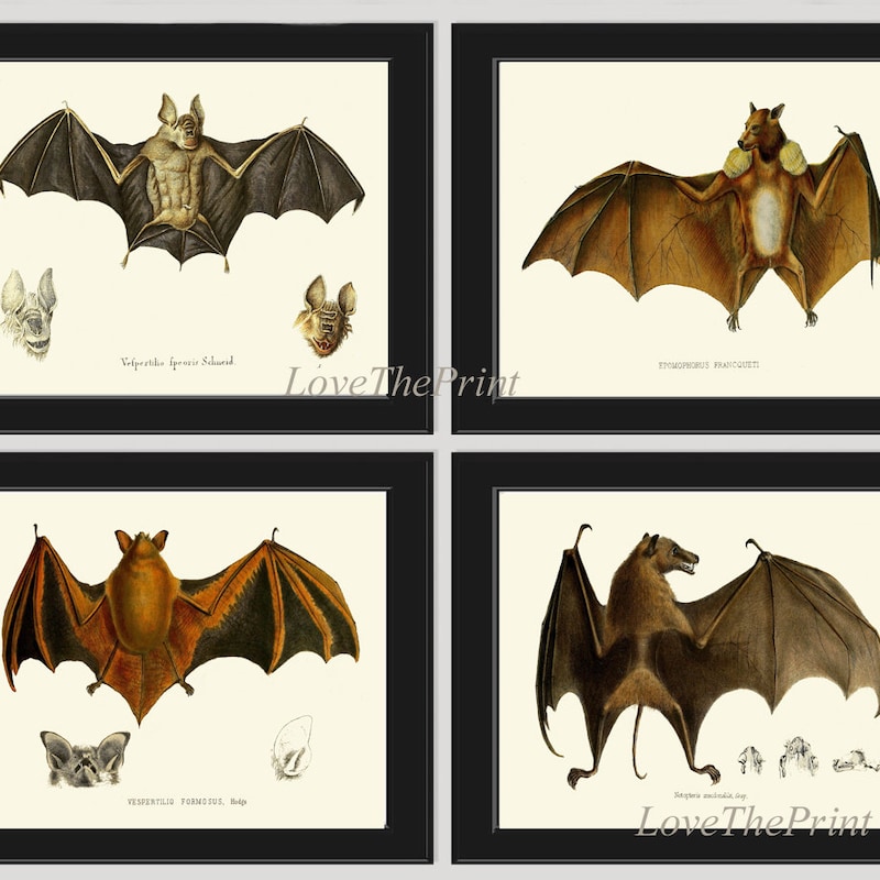 Vintage Bat Print - Etsy