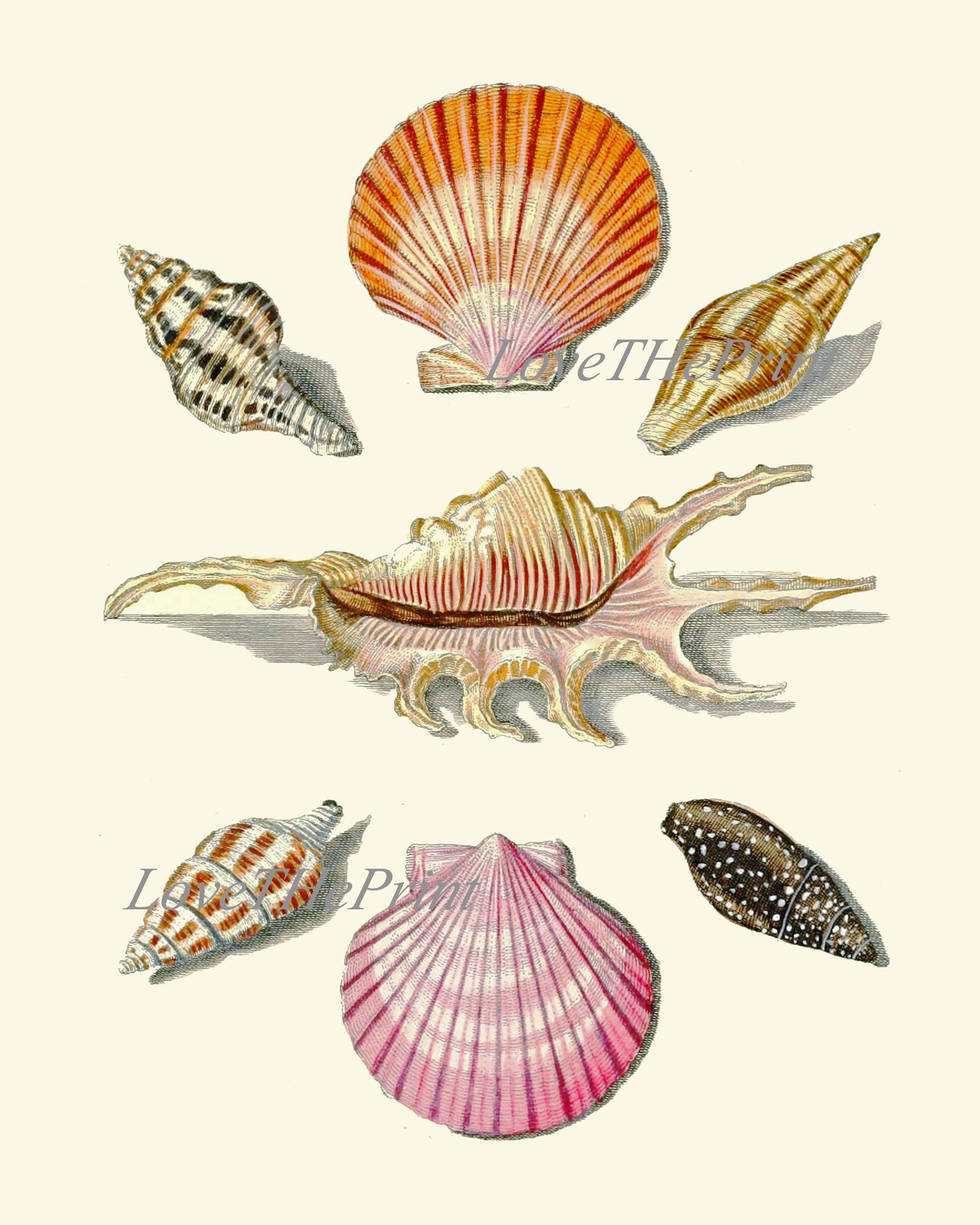 Pink Seashell Print Wall Art KG32 Beautiful Antique Sea Shell Ocean ...