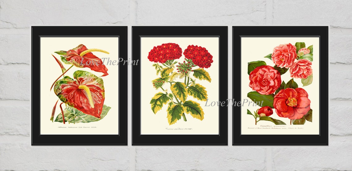 Red Flowers Botanical Prints Set of 3 Beautiful Antique | Etsy