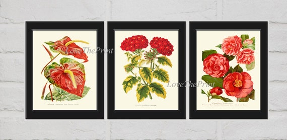 Red Flowers Botanical Prints Set of 3 Beautiful Antique - Etsy