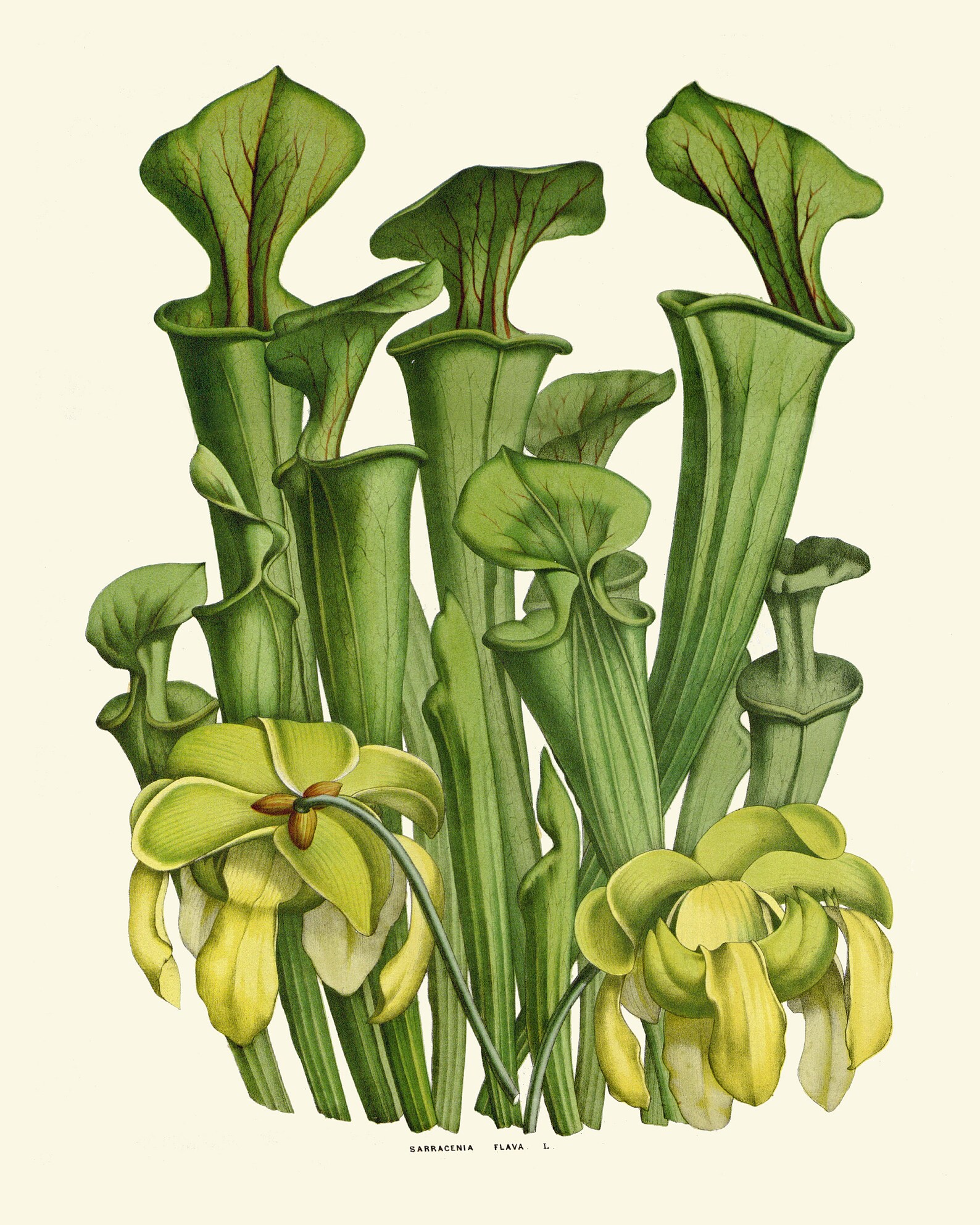 Carnivorous Insect Eating Plant Trumpet Pitchers Botanical Wall Art ...
