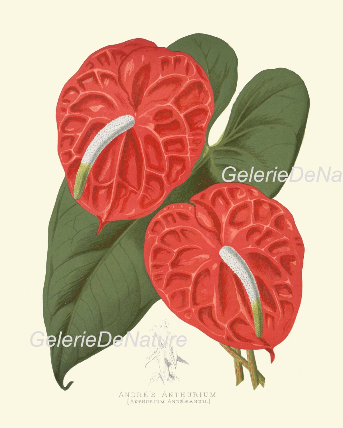 BOTANICAL PRINT Flower Art P8 4x6 5x7 8x10 11x14 Beautiful Red - Etsy