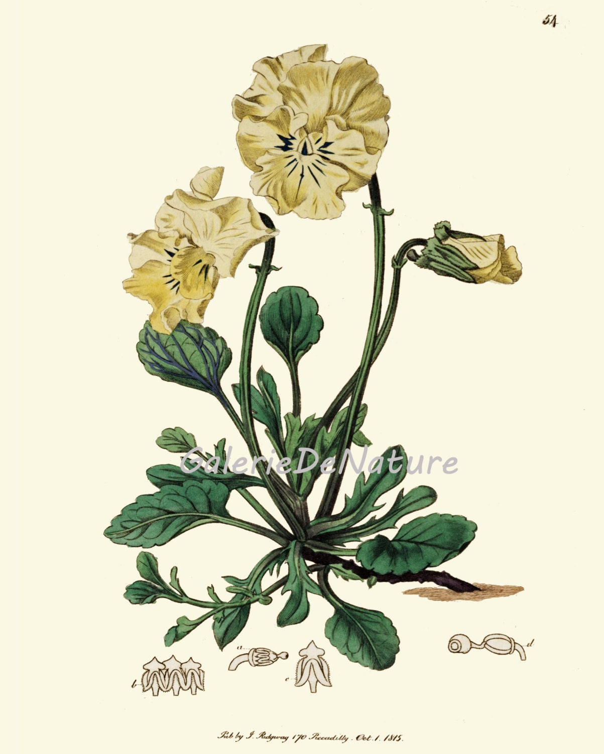 BOTANICAL PRINT Art ED20 Beautiful Yellow Viola Flower Plant | Etsy
