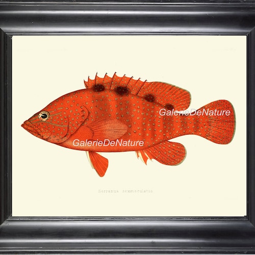 FISH PRINT Art BM88 4x6 5x7 8x10 11x14 Beautiful Toadfish - Etsy