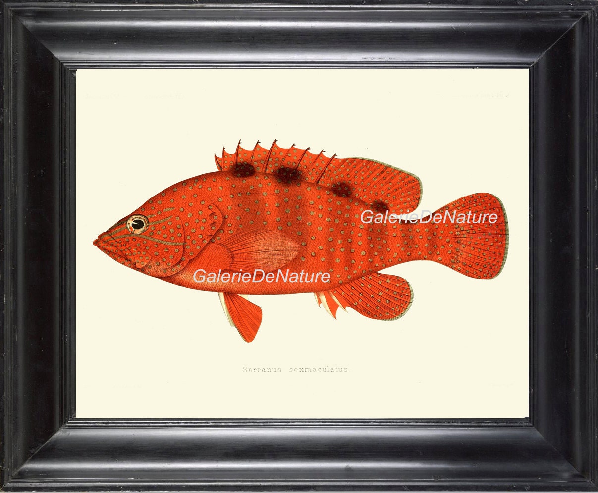 FISH PRINT Art F 2 4x6 5x7 8x10 11x14 Beautiful Large Orange - Etsy