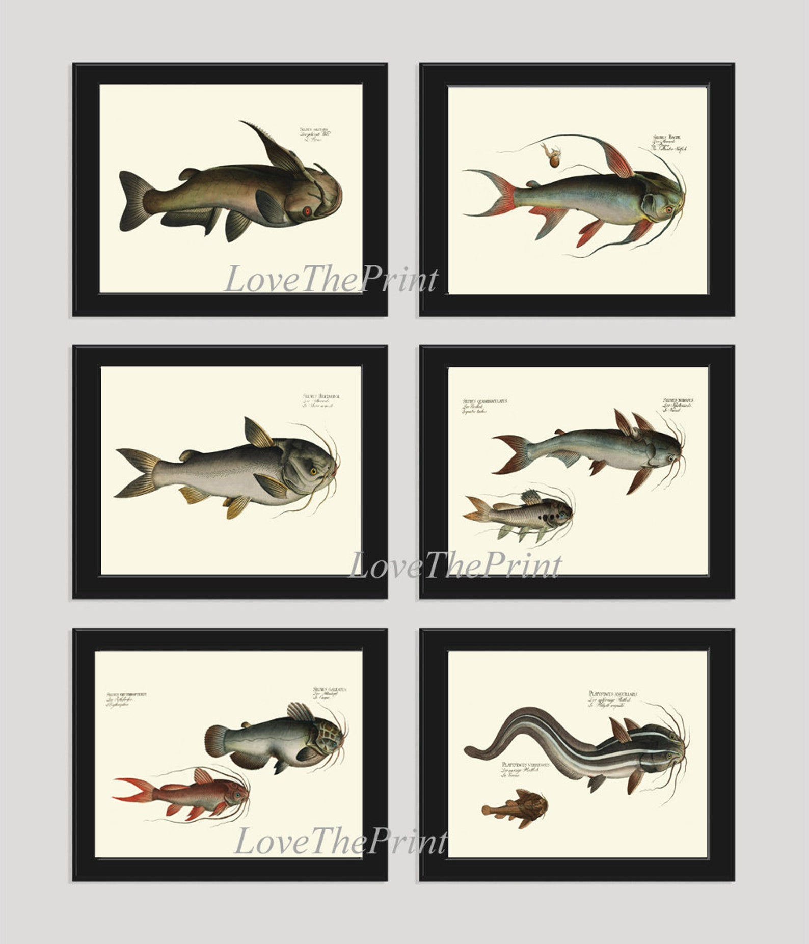 Fish Catfish Print Set of 6 Antique Beautiful Wall Art - Etsy